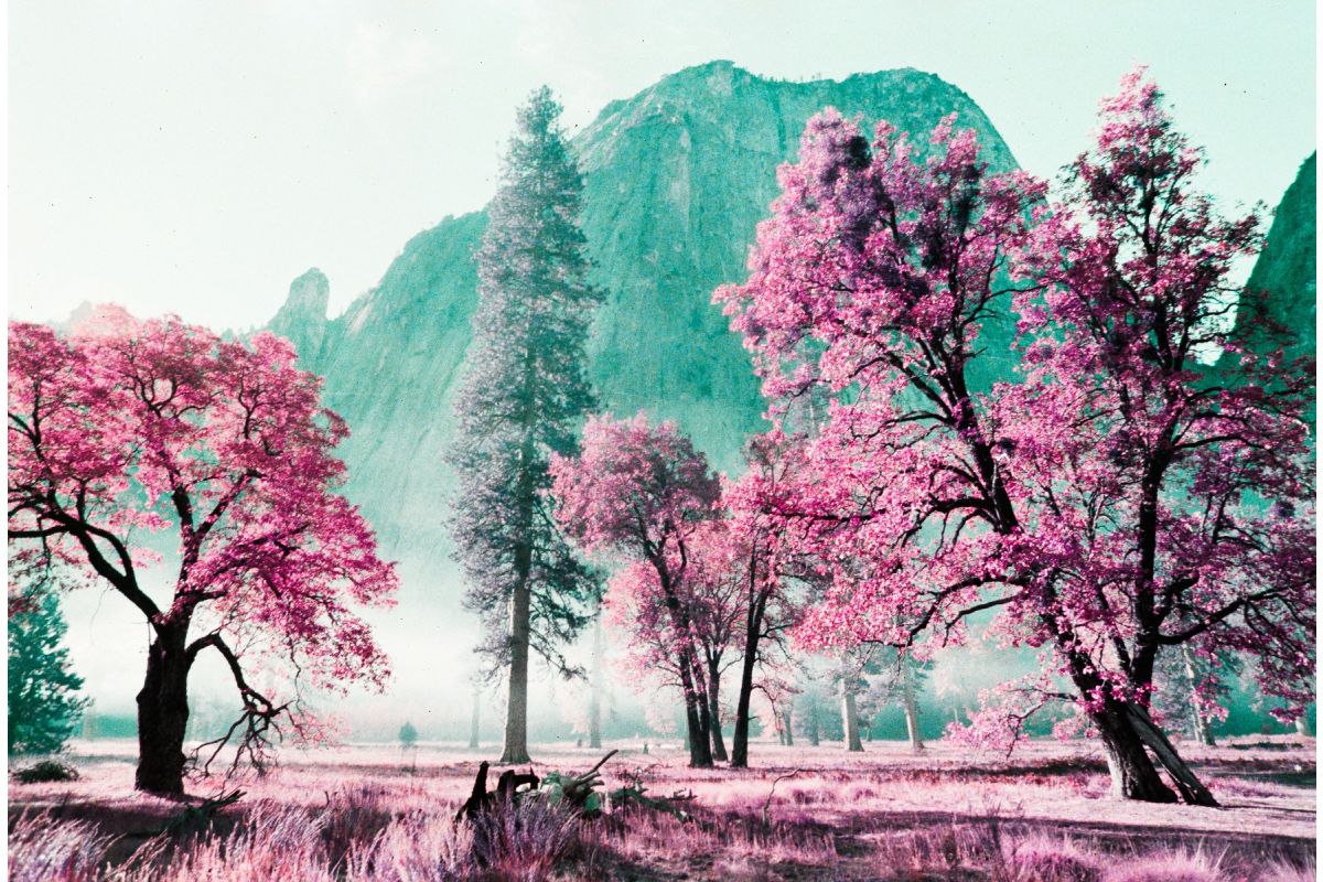 LomoChrome Purple Pétillant 35mm ISO 100–400 – FilmNeverDie